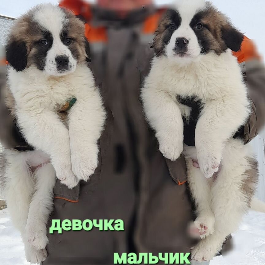 Московская сторожевая, щенок