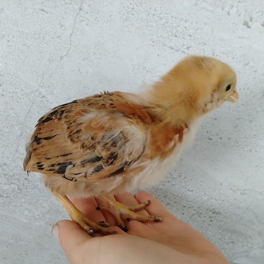 Петухи кучинская