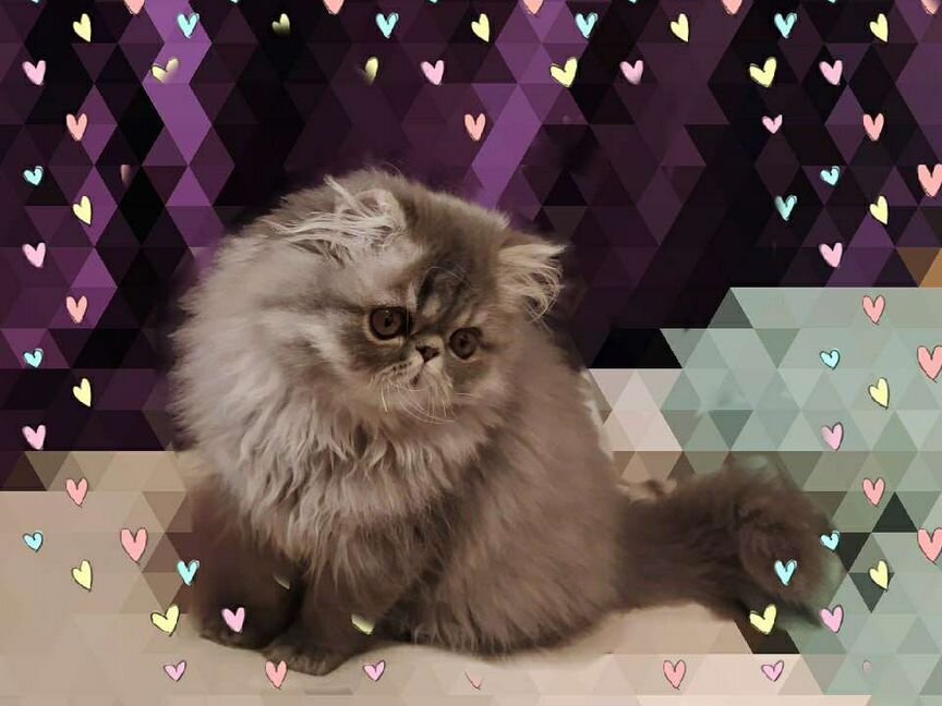 Персидский котёнок, мальчик