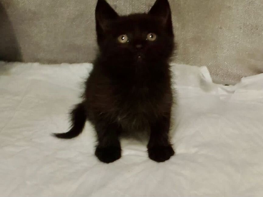 Черный котенок мальчик бесплатно