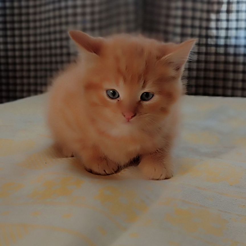 Котята в добрые руки бесплатно