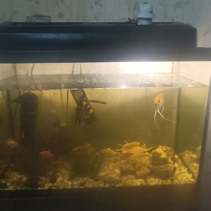 Продаю рыбок с аквариумом и фильтрами