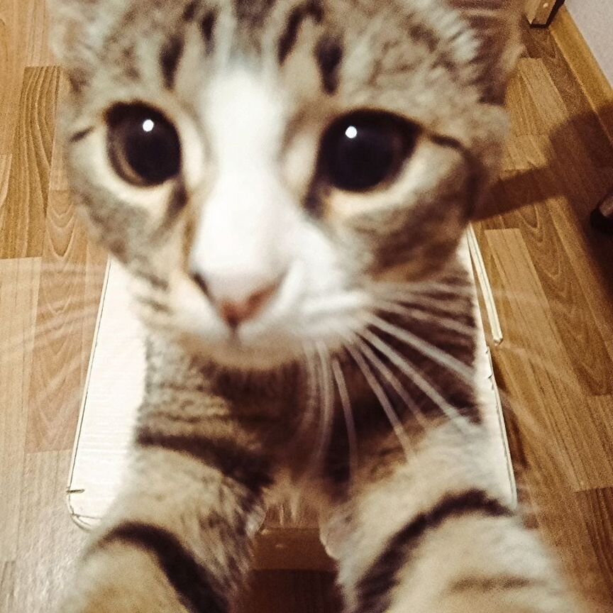 Кот