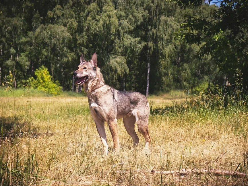 Спасите малыша из приюта
