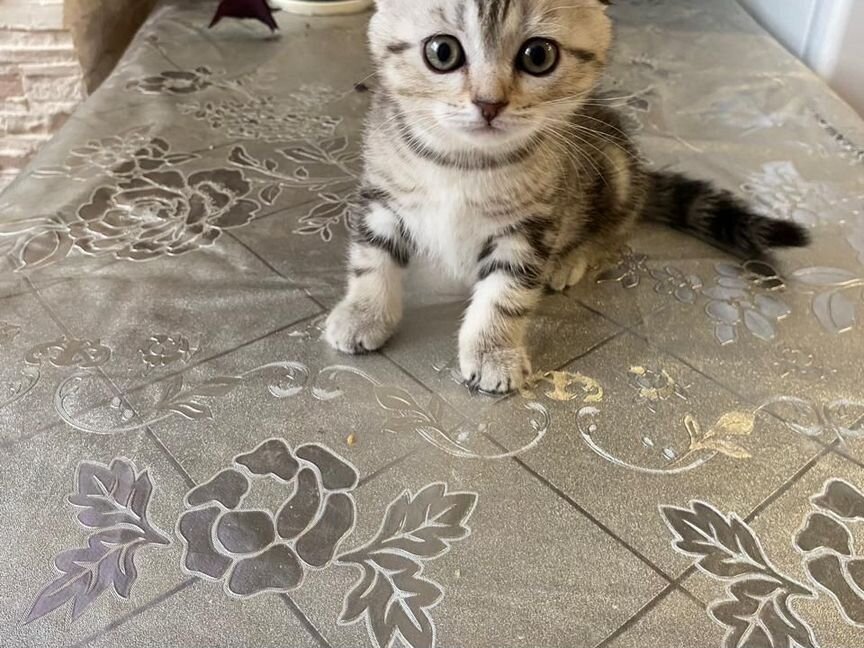 Котенок