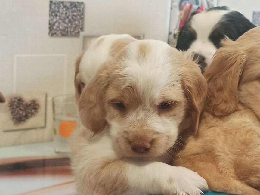 Щенки английский кокер спаниэль