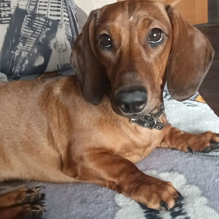 Такса, щенок