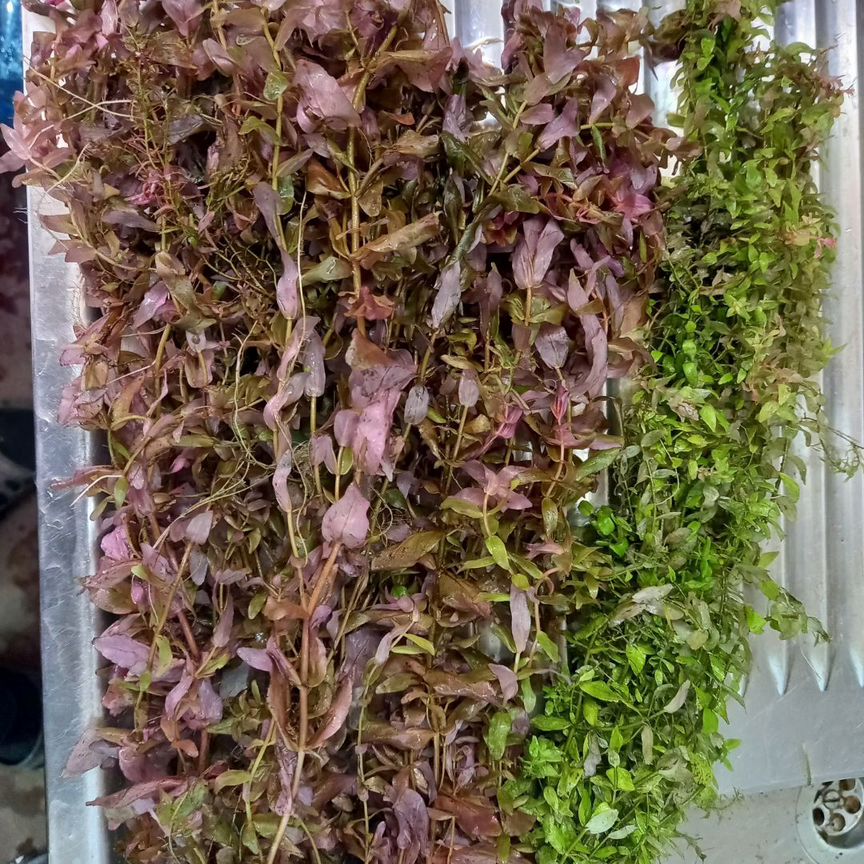 Ротала макрандра