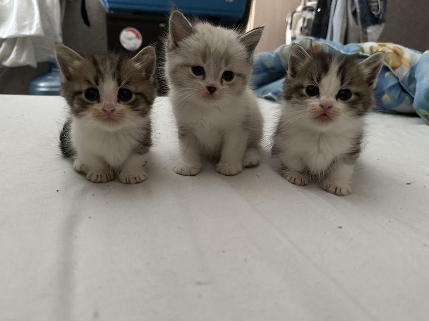 Котенок манчкин