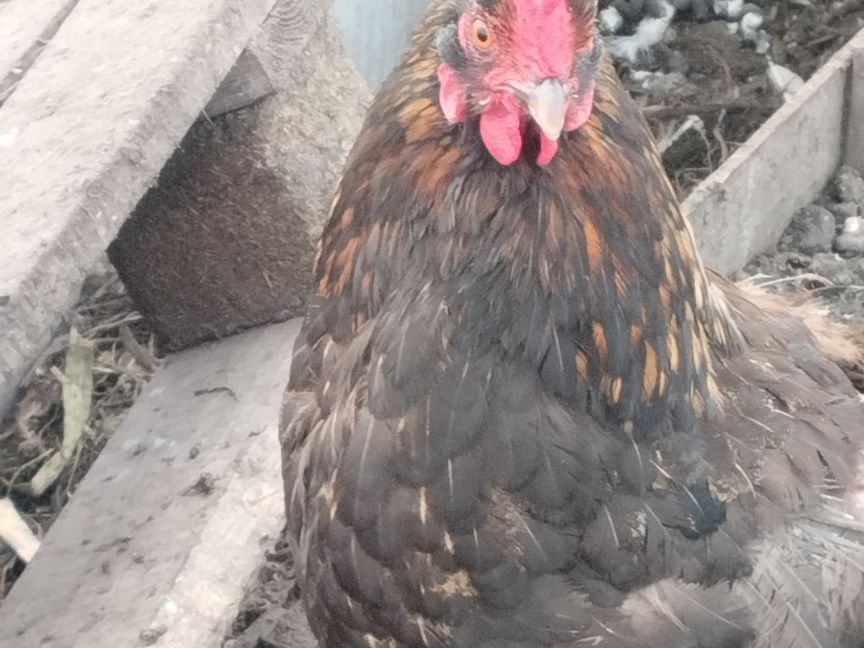 Продам кур несушек порода доминант и петух брама