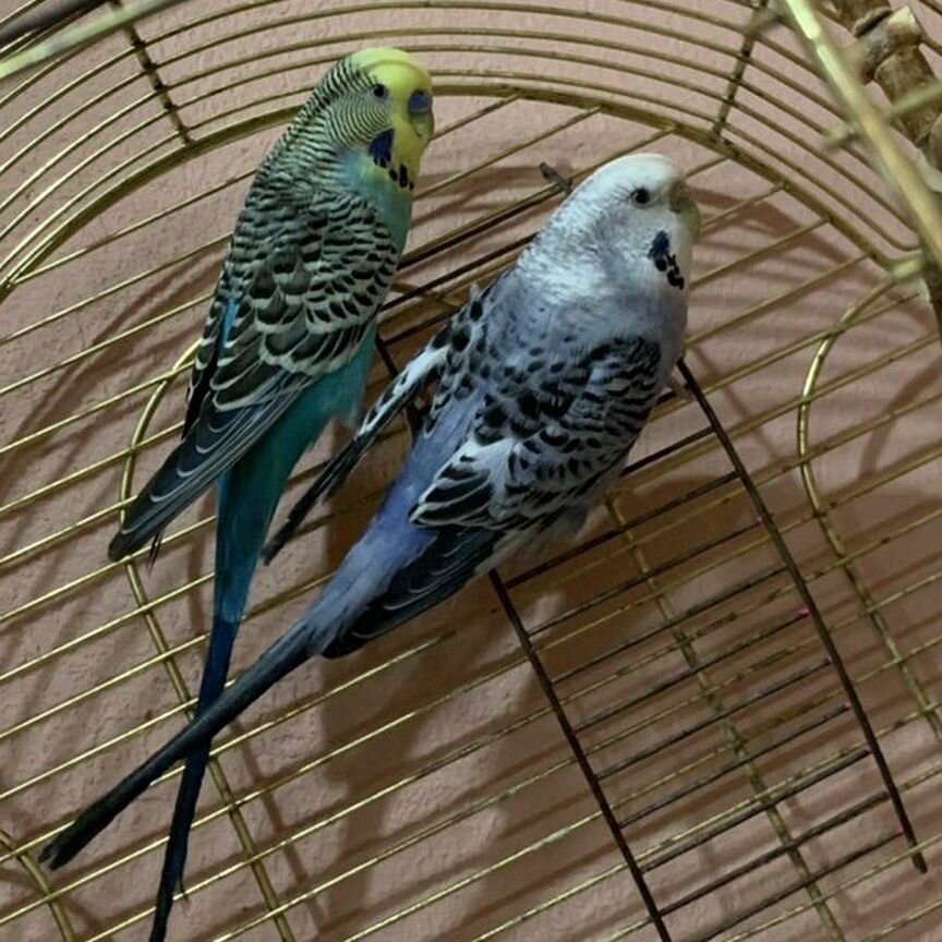 Волнистые попугаи с клеткой