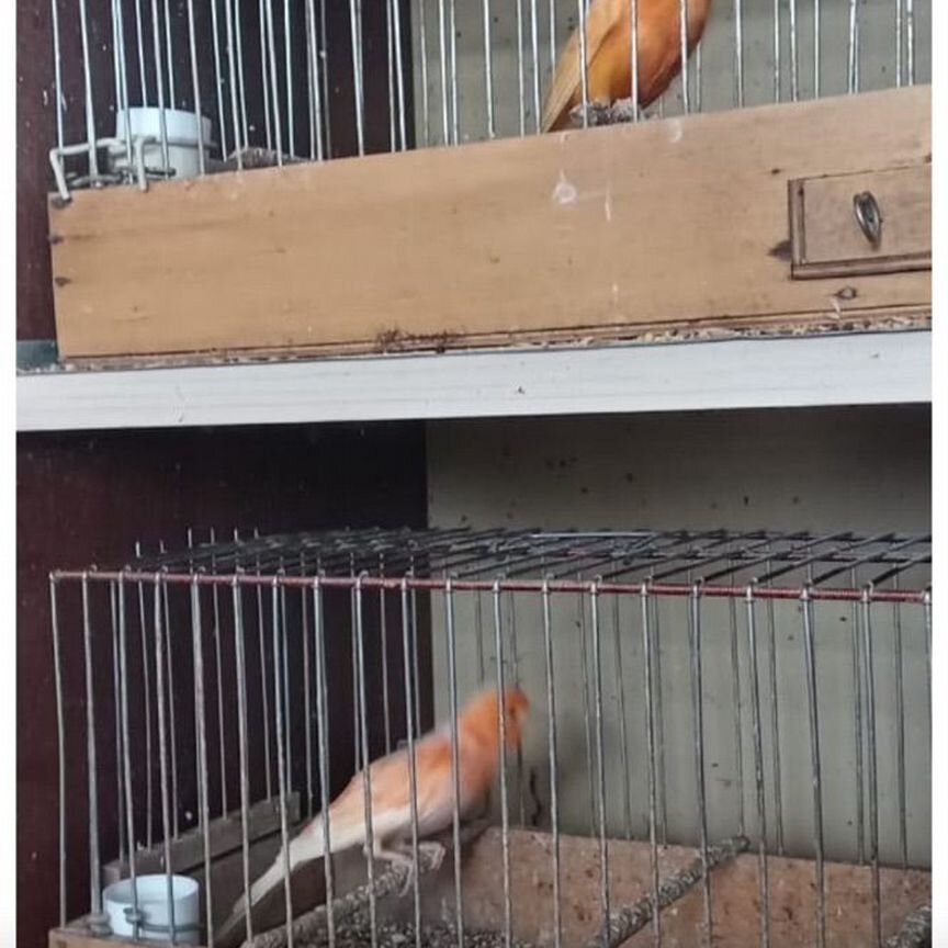 Продам канареек