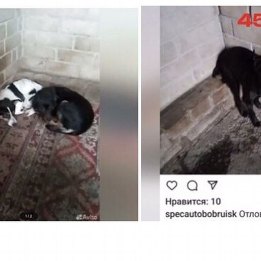 Ищу любимого хозяина