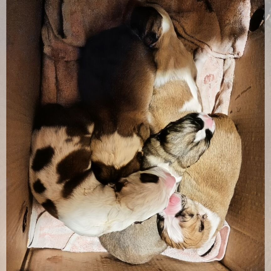 Среднеазиатская овчарка, щенок