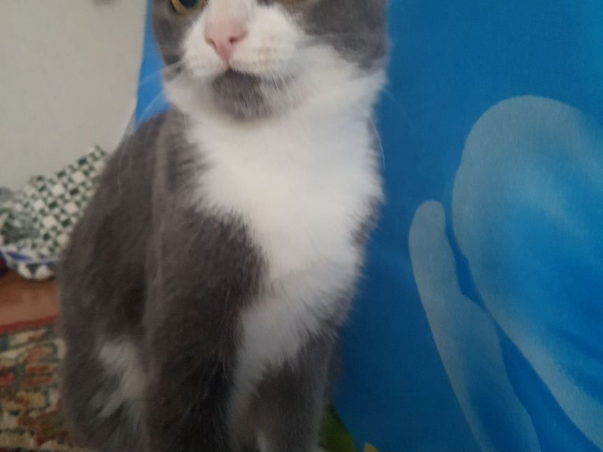 Котёнок