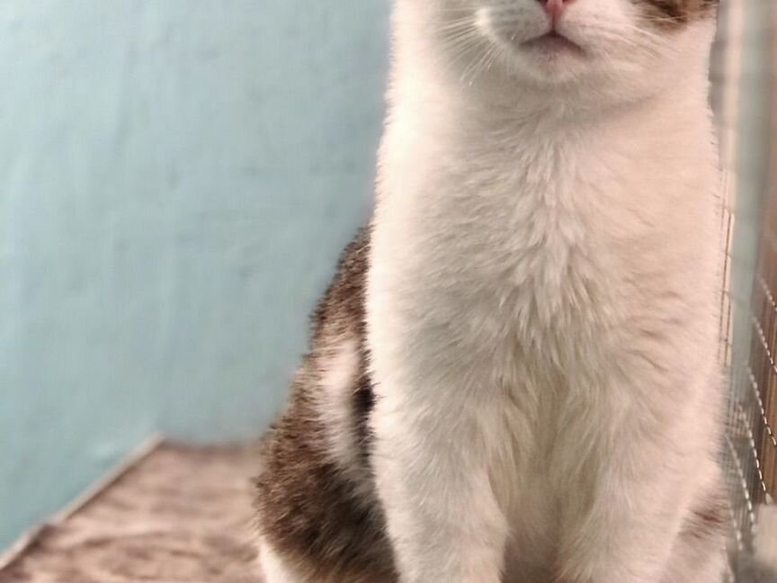Очаровательный котик Портос в поисках дома
