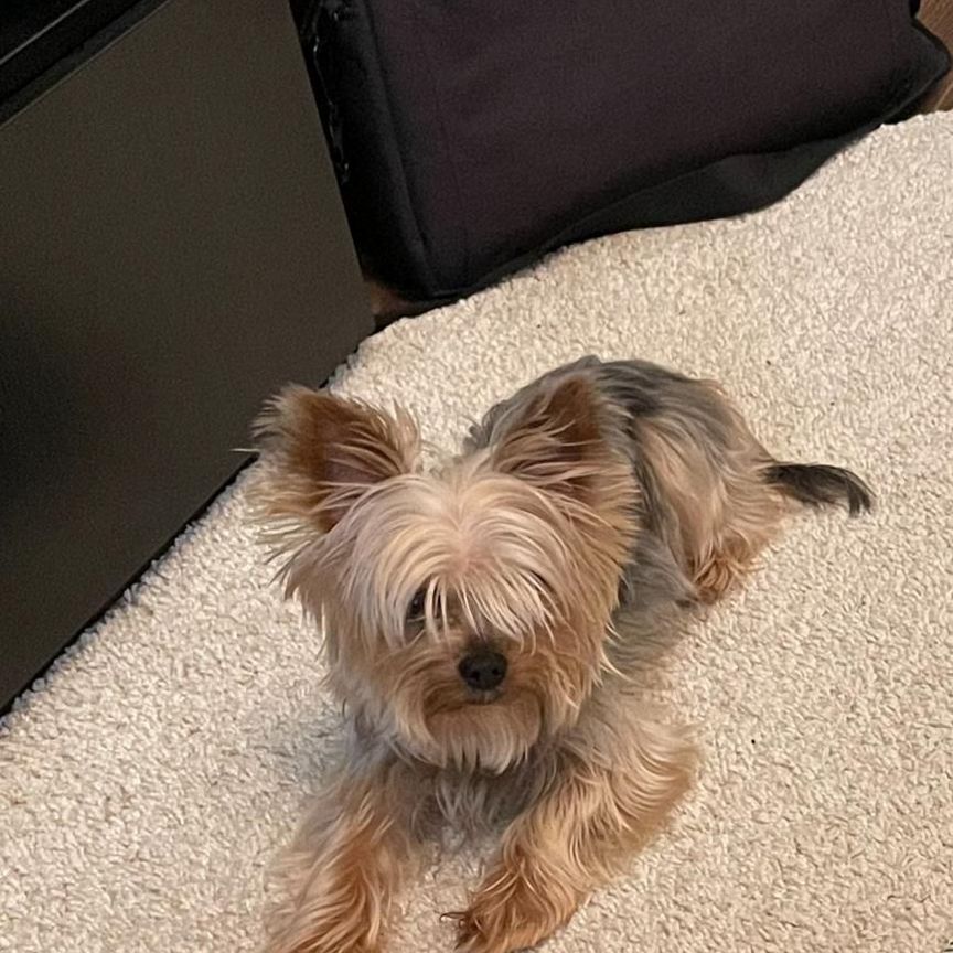 Йоркширский терьер