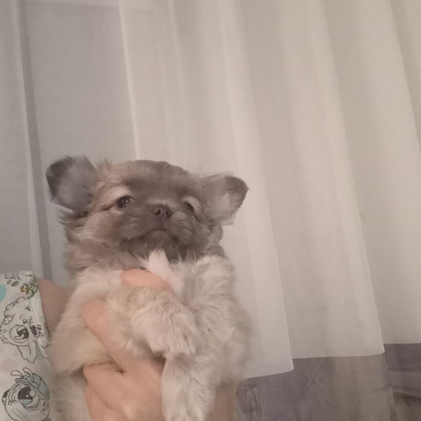 Чихуахуа