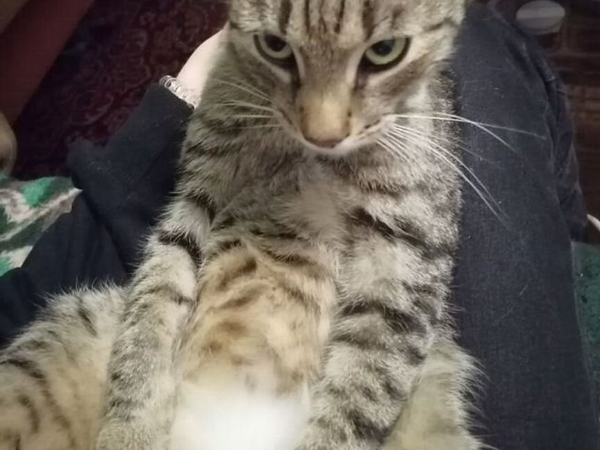 Смешанный европеец