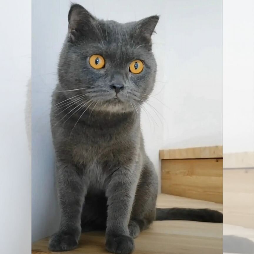 Взрослый кот в добрые руки