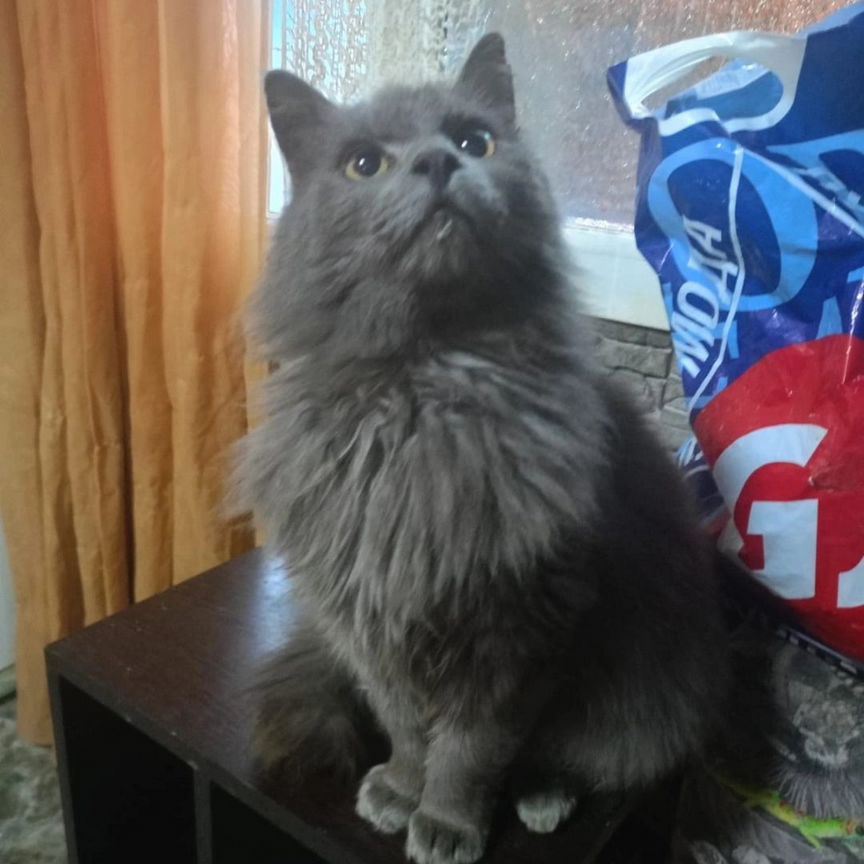 Шикарный кот