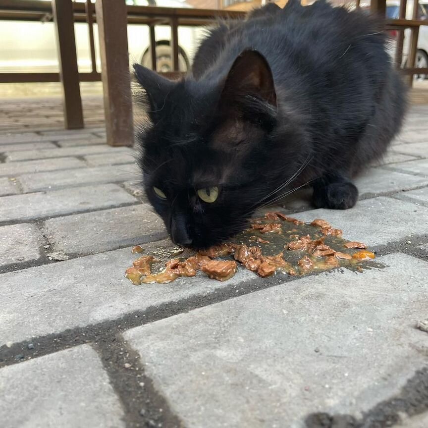 Бездомный котенок