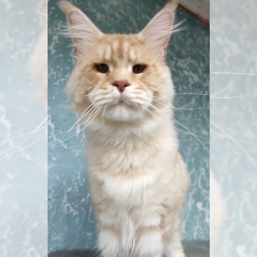 Мейнкун коты и кошки