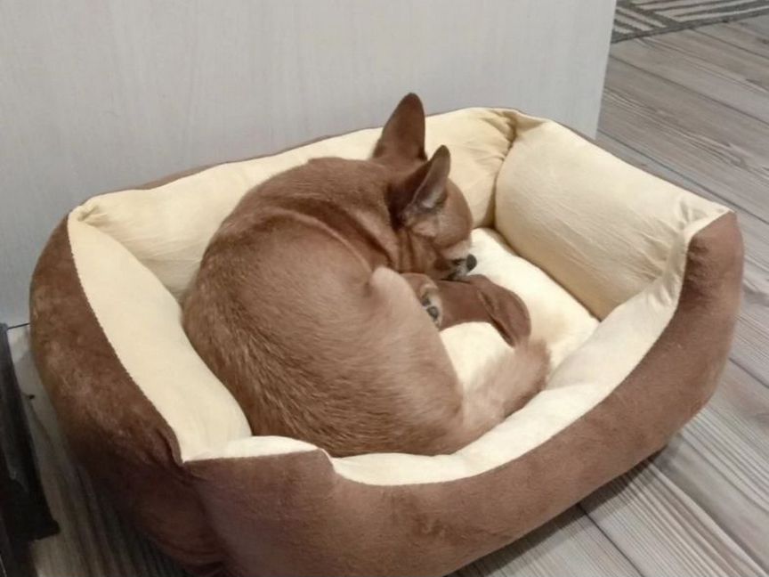 Новая лежанка для кошек и собак мелких пород