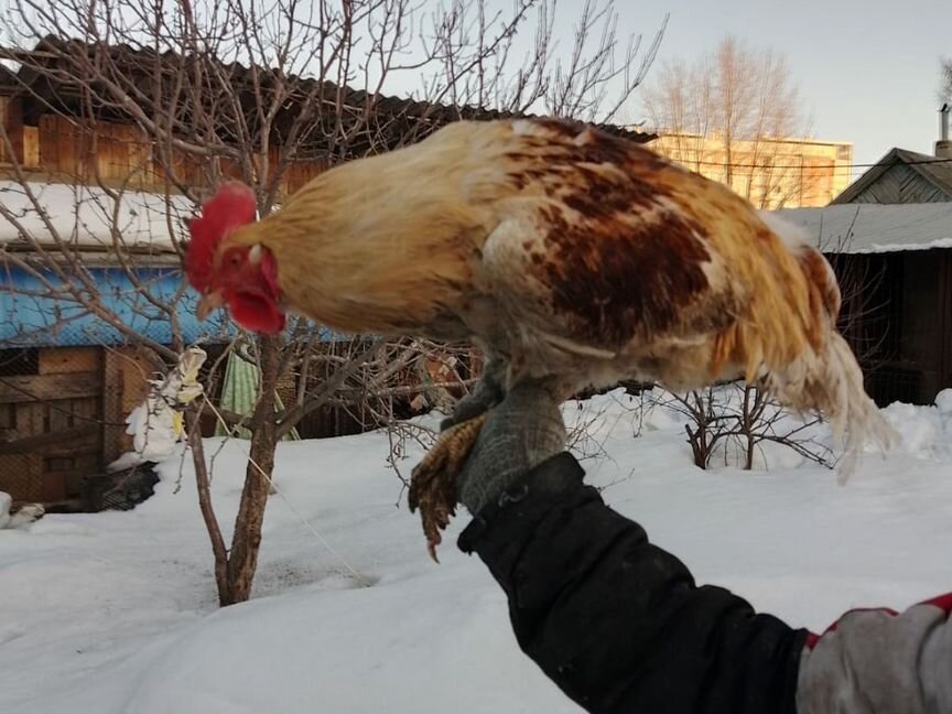 Петухи