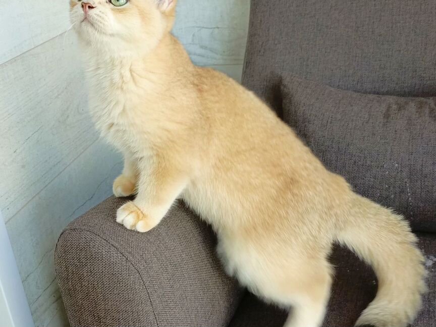 Британская шиншилла