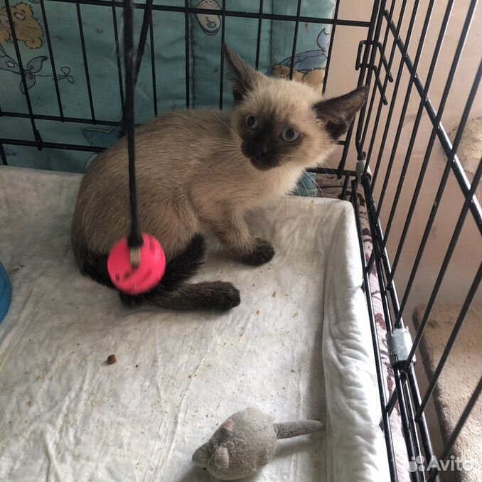 Малышка Симочка ищет родителей