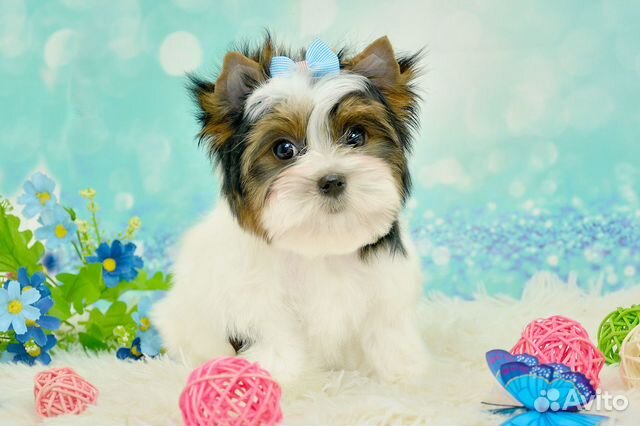 Бивер терьер, красивый мальчик