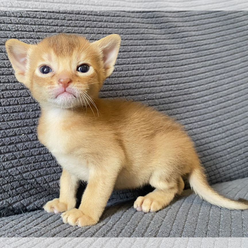 Абиссинские котята
