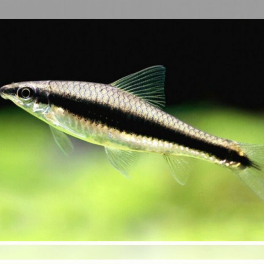 Сиамские водорослеедки SAE