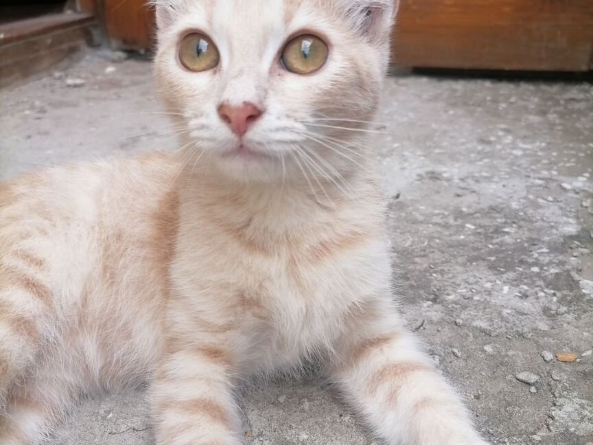 Кошки в добрые руки бесплатно