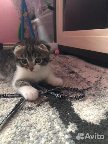 Кошка