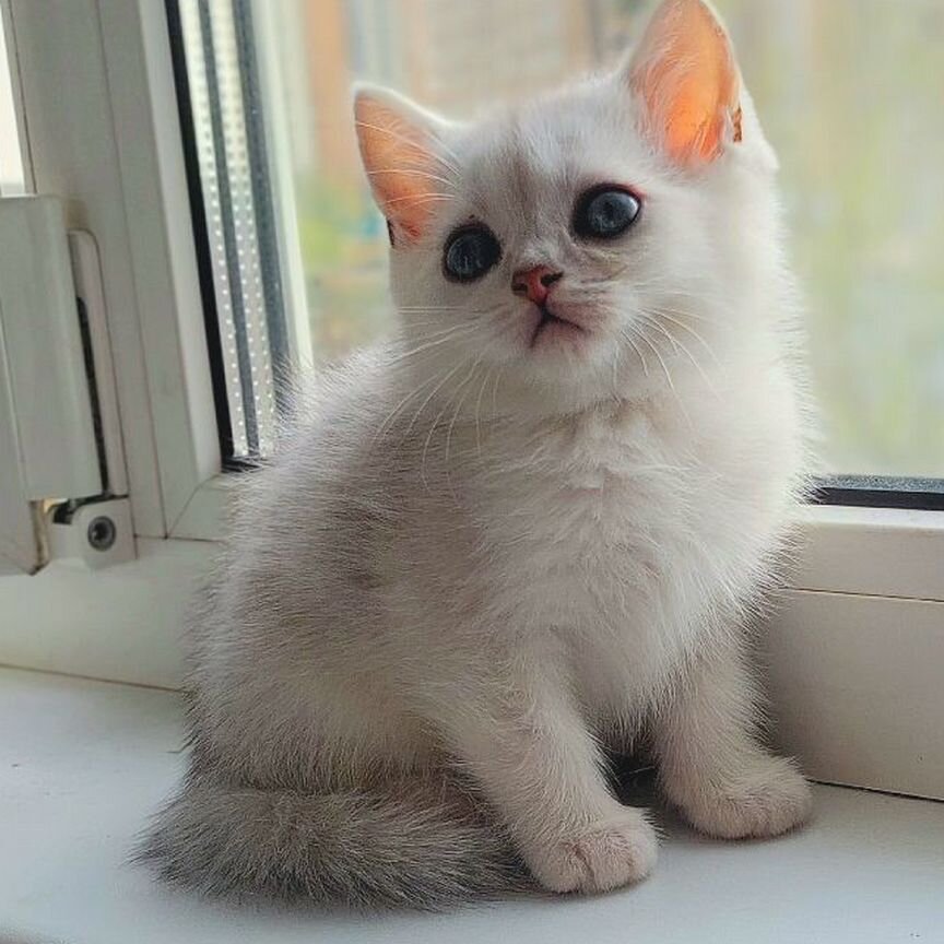 Шотландские котята