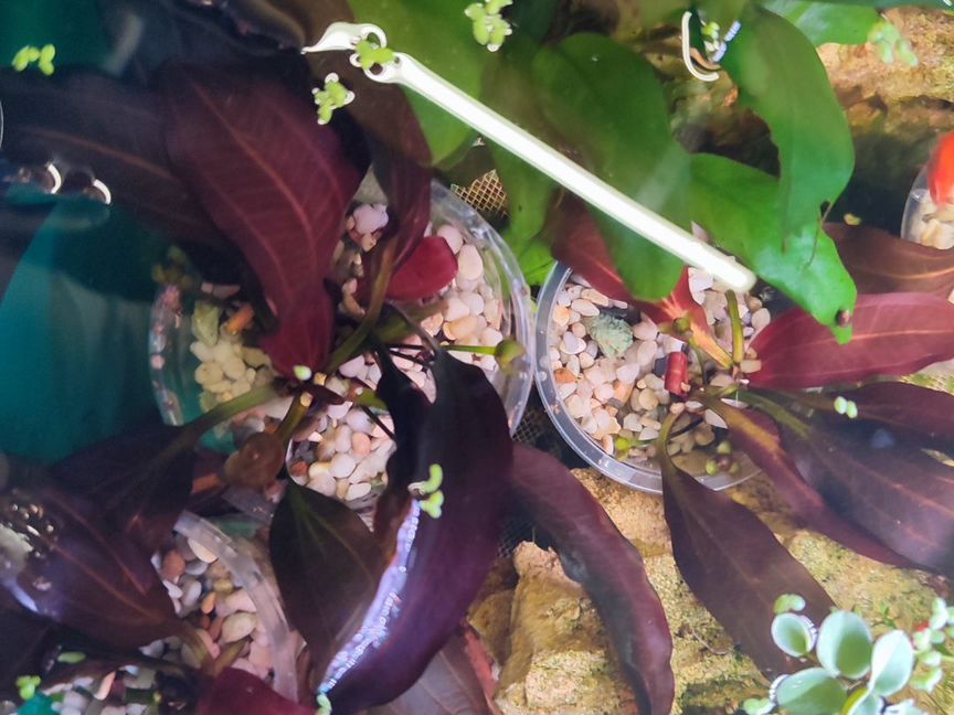 Эхинодорус рубин