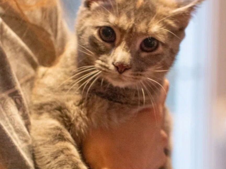 Европейская кошка Ненси ждет вас