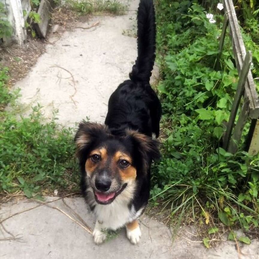 Щенок Шустрик в добрые руки бесплатно