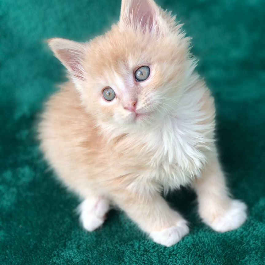 Мейн-кун с документами