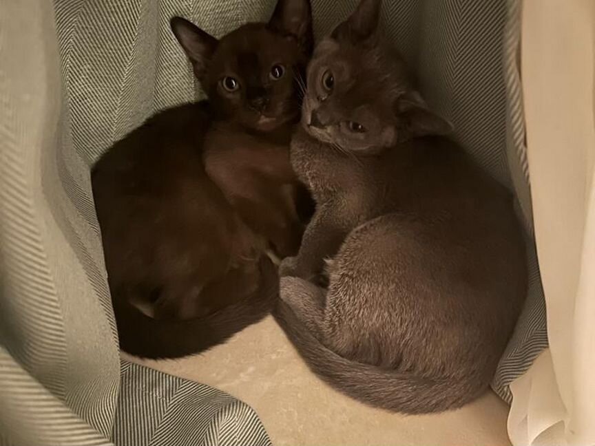 Бурманская