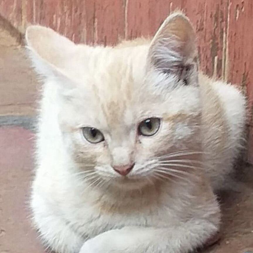 Пристраиваются котята