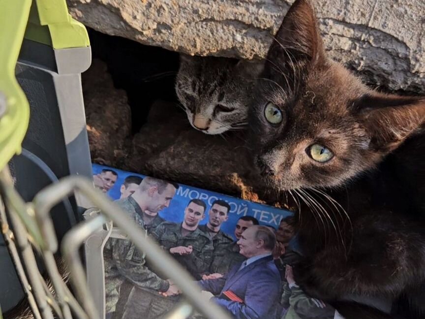 Котёнок спасенный из подвала