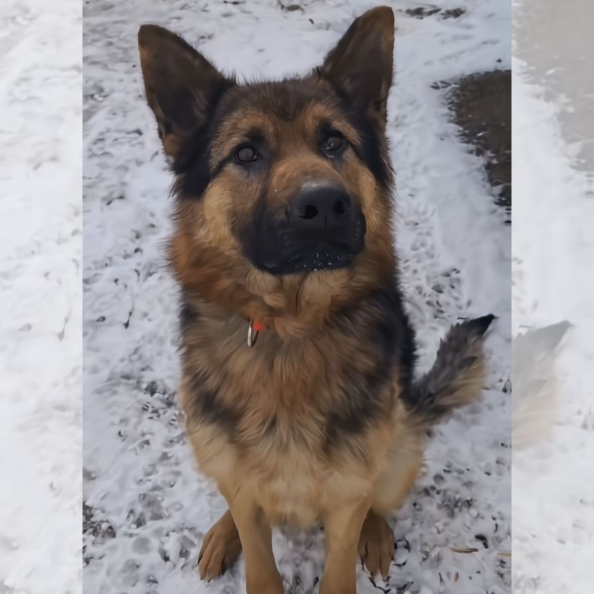 Немецкая овчарка, взрослая собака