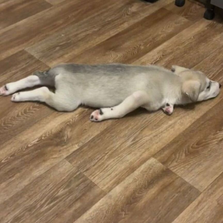 Щенок в добрые руки