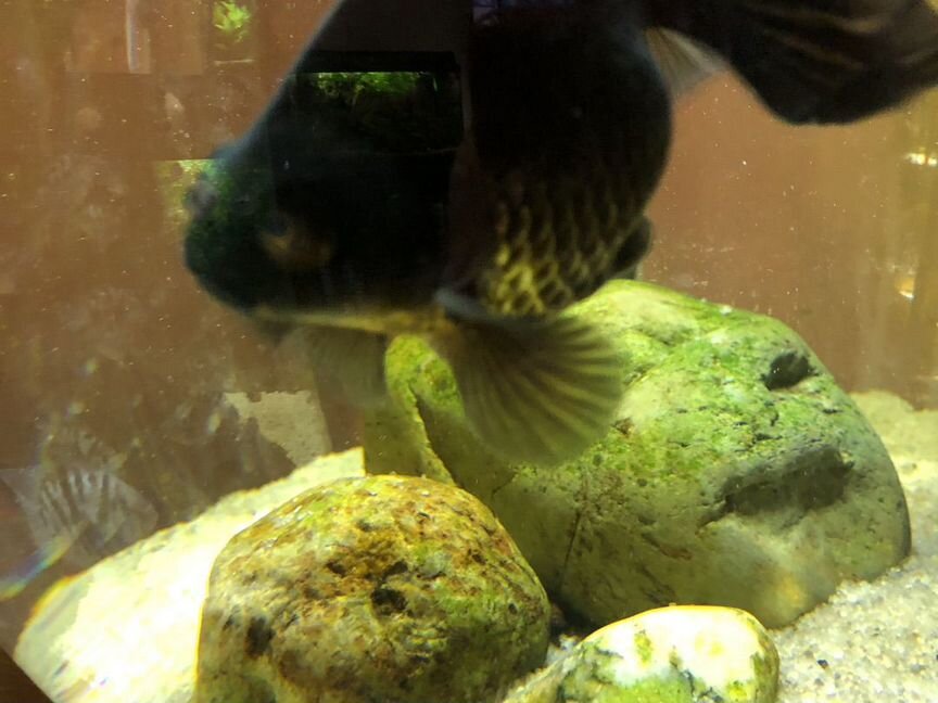 Телескоп бабочка(золотая рыбка)