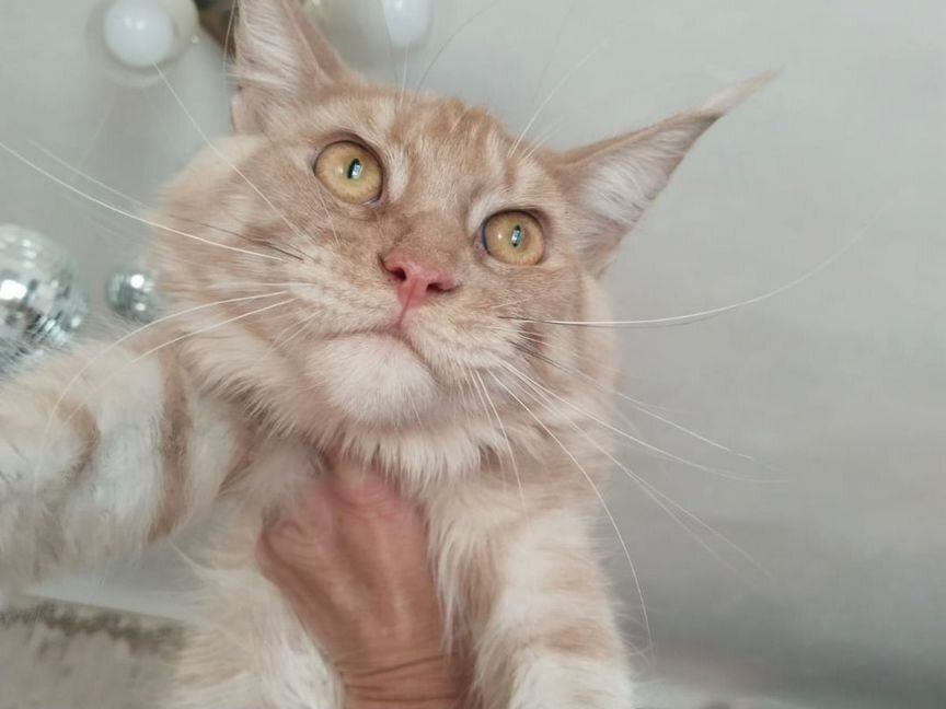 Отдаём Мейн-кунов кот и кошка