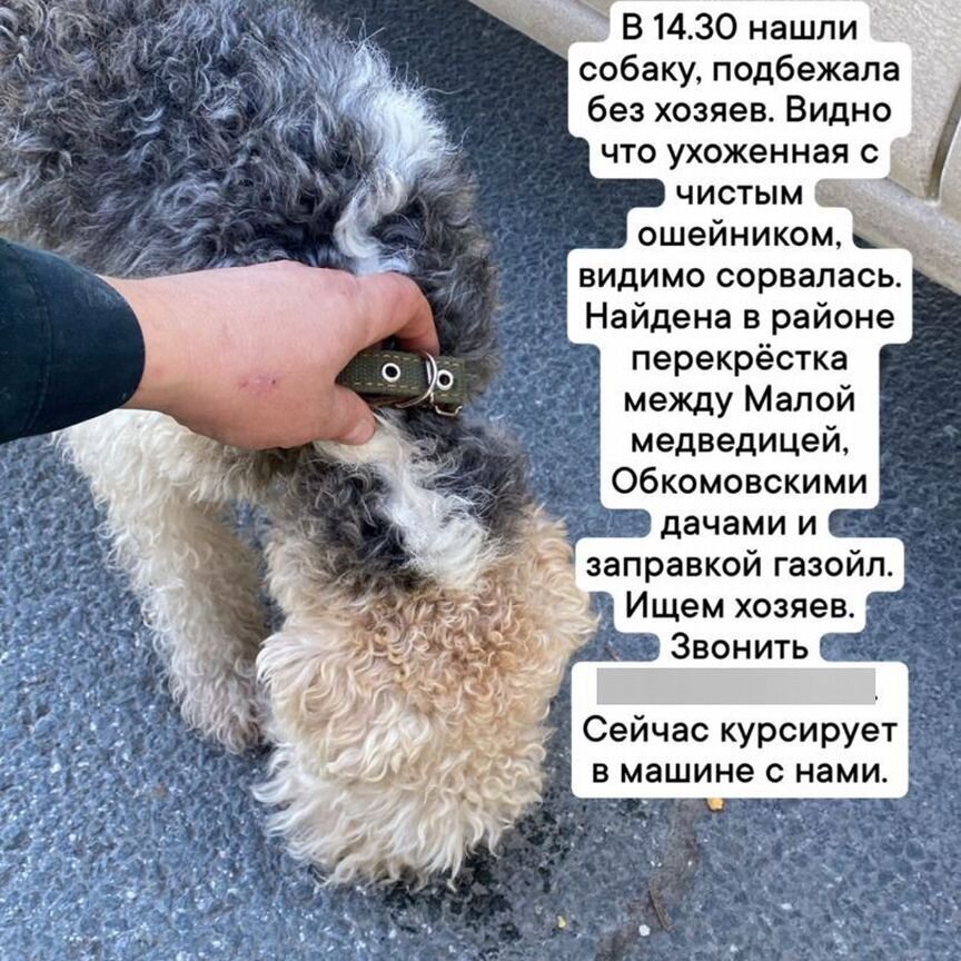 Потерялась собака