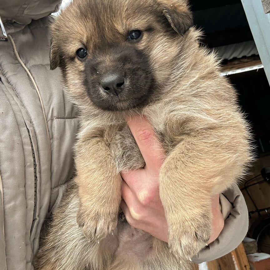 Бездомные щенки